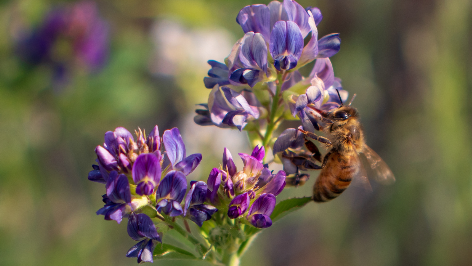 The Gmo High Risk List Alfalfa The Non Gmo Project